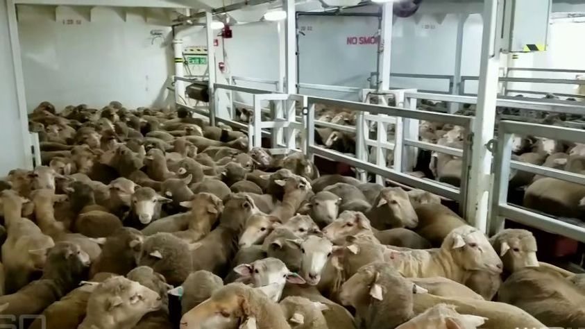 Petition · Stop the inhumane treatment of live animals being exported ...