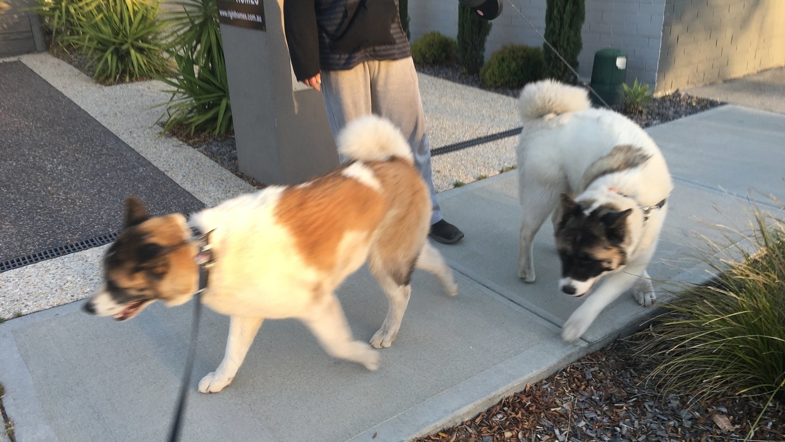 Petition · Dogs off a leash outside who attack on leash dogs ...