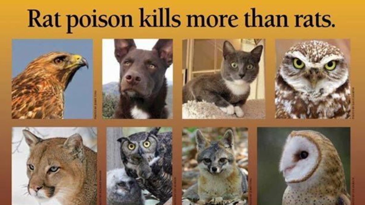 Petition · Ferndale area Hardware Stores Please Stop selling Rat Poison ...