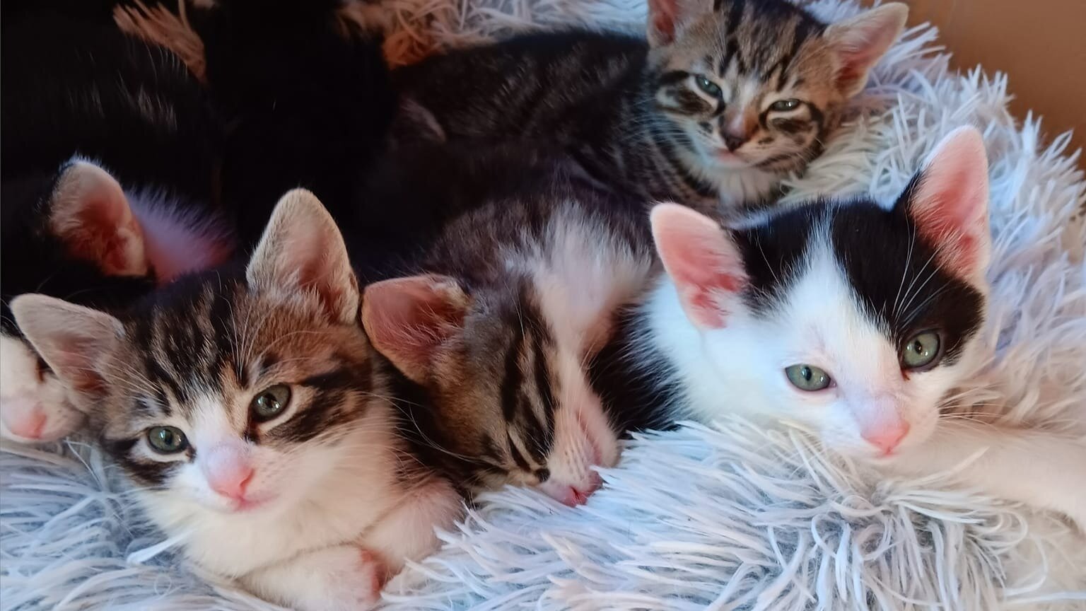 Petition · Support a Trap-Neuter-Release Program for Cats in Woodbridge ...