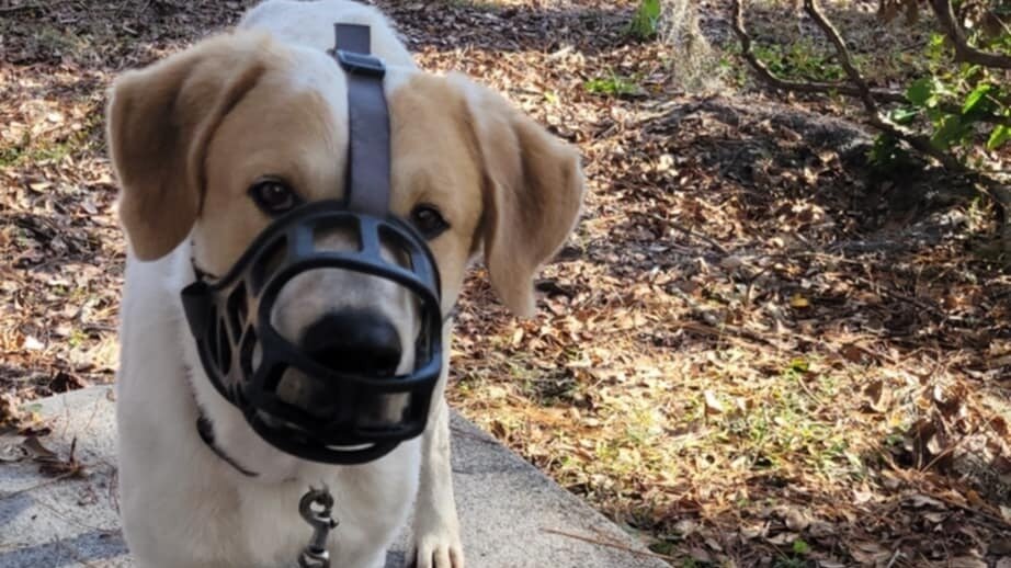 Petition update · 🚨 UPDATE: SYSKO IS HOME, BUT WE STILL NEED YOUR HELP ...