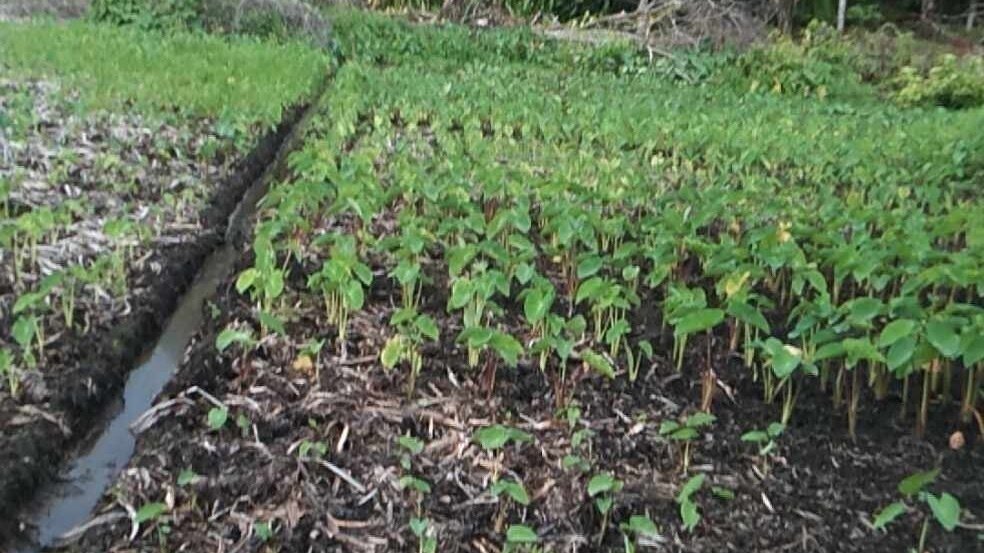 Petition · Protect and Preserve our Wetlands and Taro Patches - Palau ...