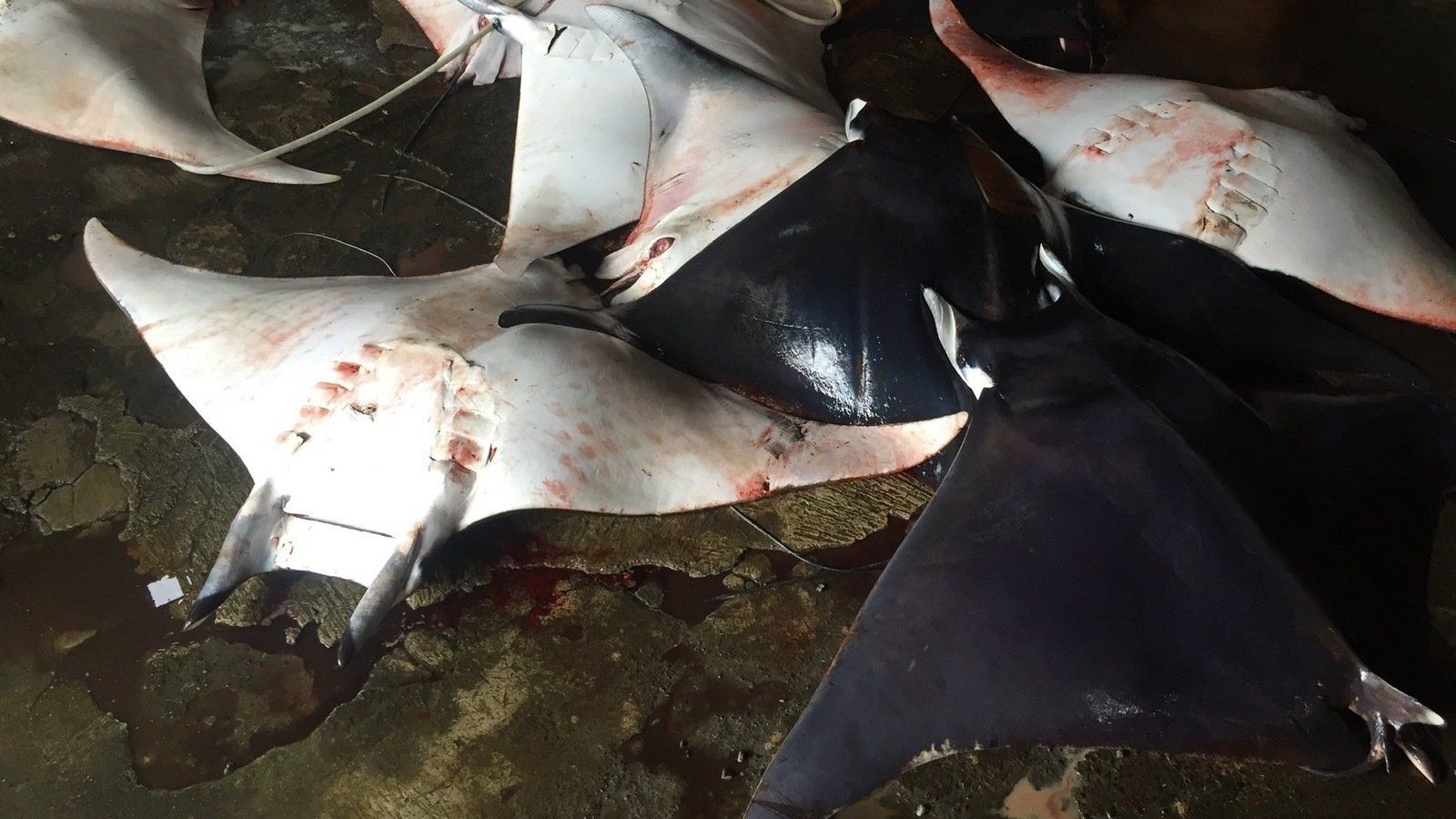 Petisi · Lindungi pari mobula di Jawa Timur · Change.org