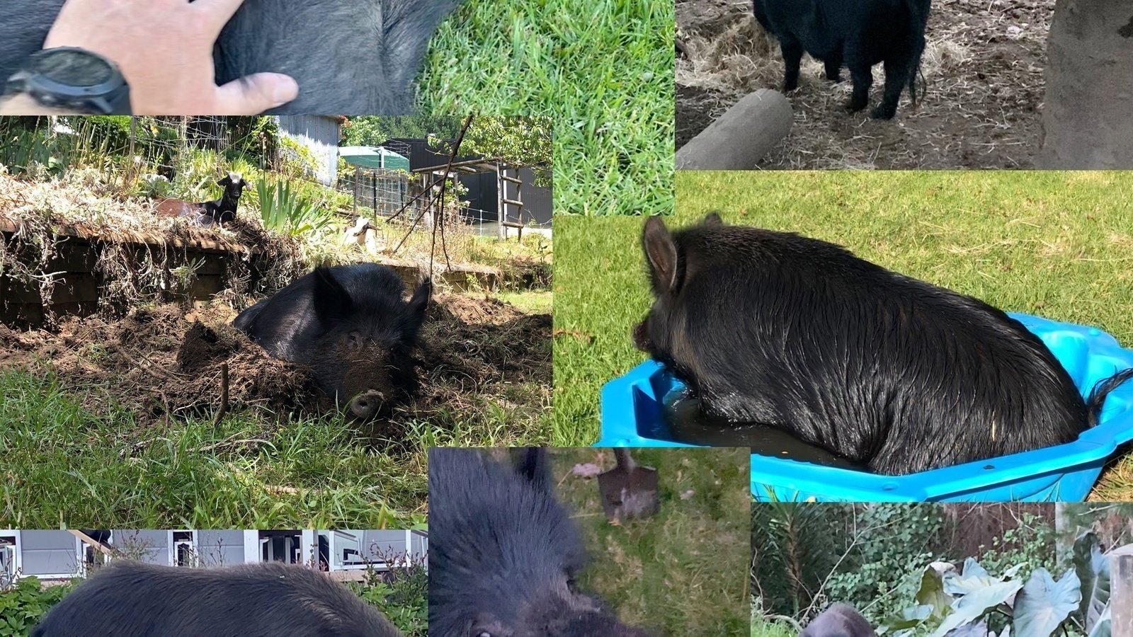 Petition · Save our pigs life! - New Zealand · Change.org