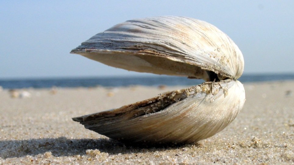 Petition · Create the Delaware Clams NFL Team - United States · Change.org