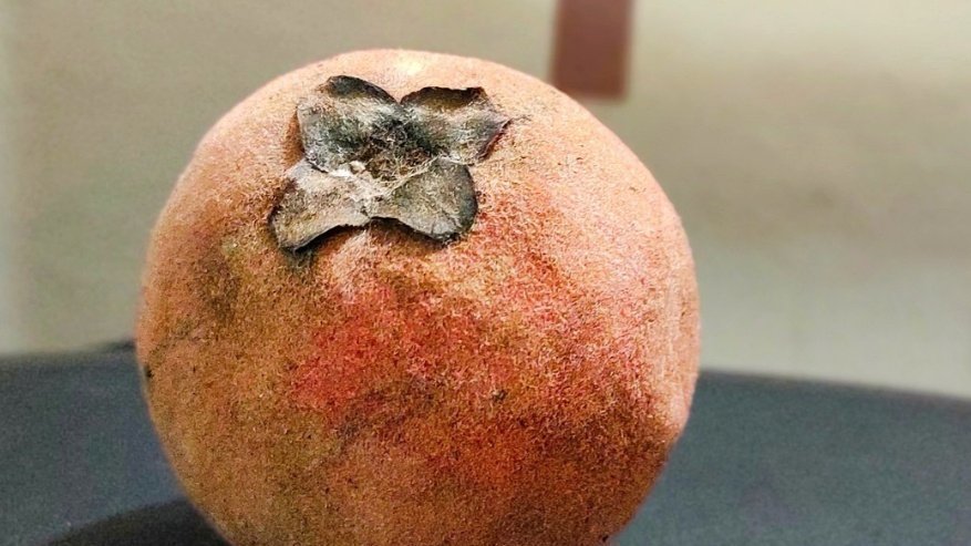 Petisi · Saving our local extinction Indonesian fruit : Preserving and ...