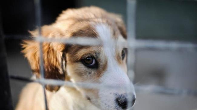 Petition · Pet Theft should be a Specific Crime - United Kingdom ...