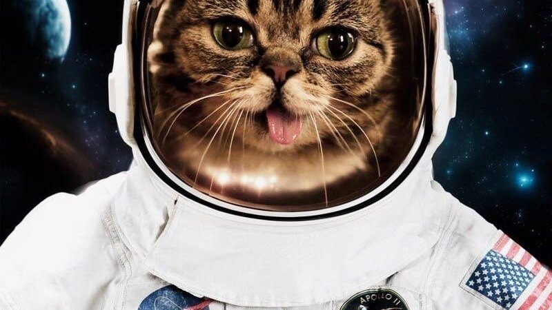Petition · Send Lil Bub to the Stars "Ad Astra" : Honor Her Legacy by ...