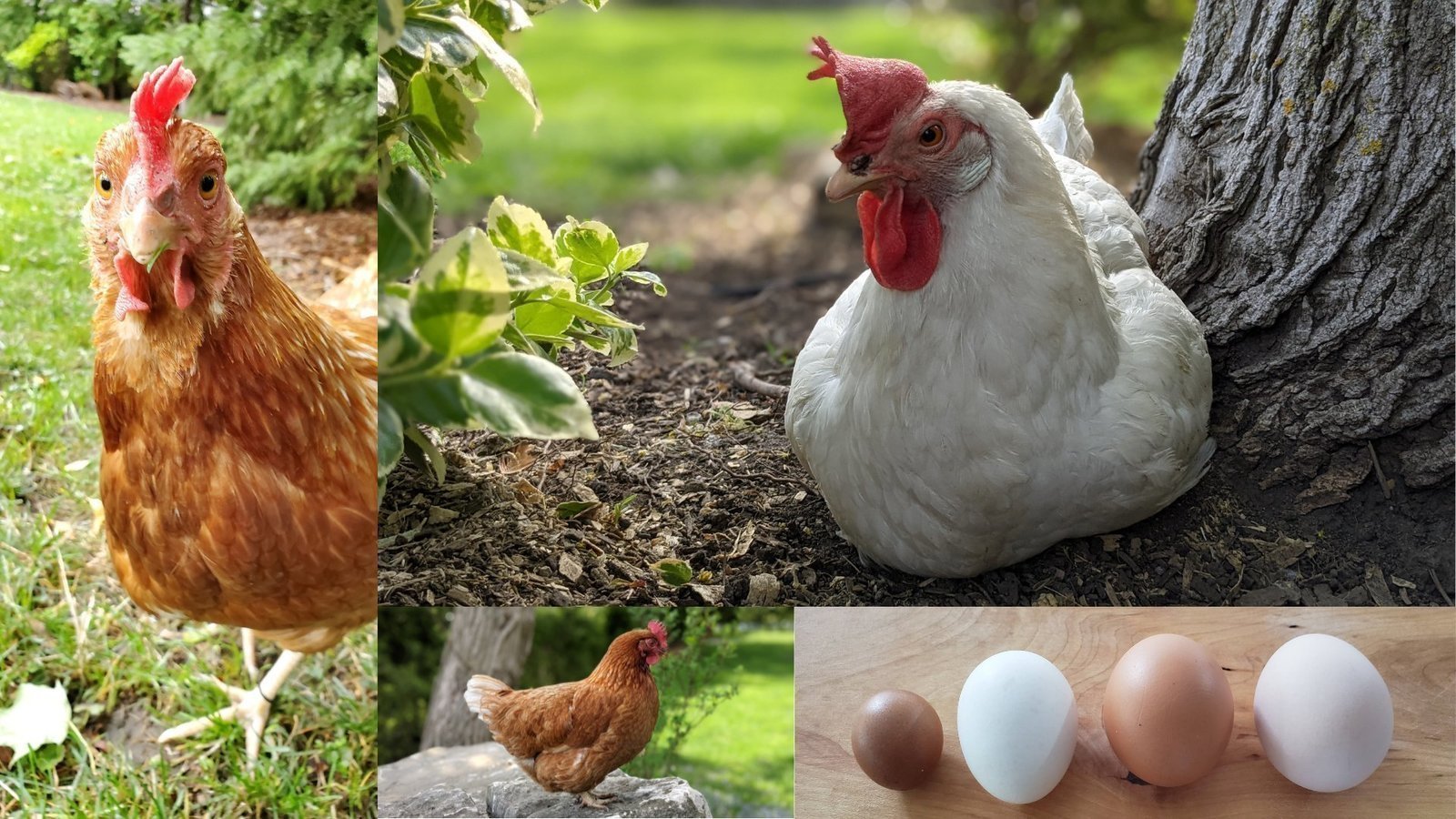 Petition · Support Backyard Chickens! - Richmond Hill, Canada · Change.org