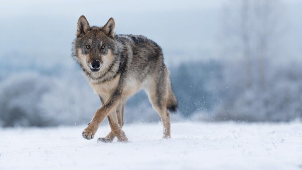 Petition · Protect the Endangered Gray Wolves in Woodbridge, CT ...
