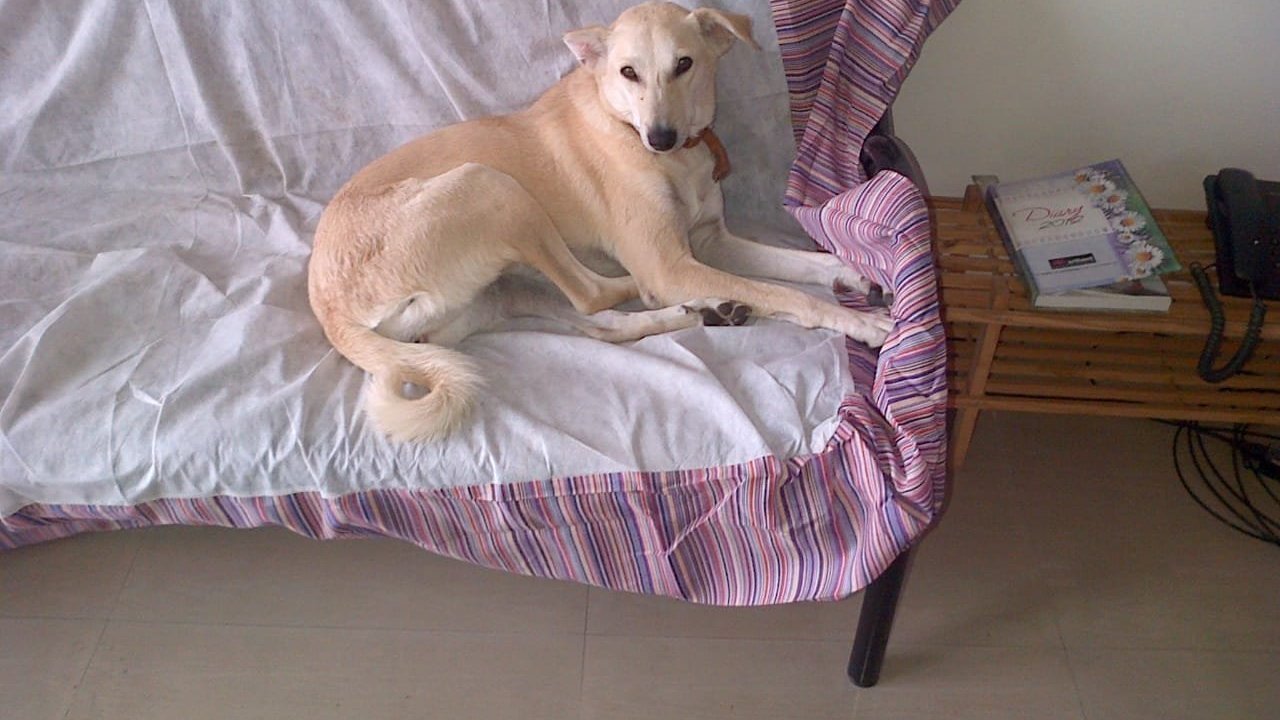 Petition · Adoption Organisations for needy animals. - India · Change.org