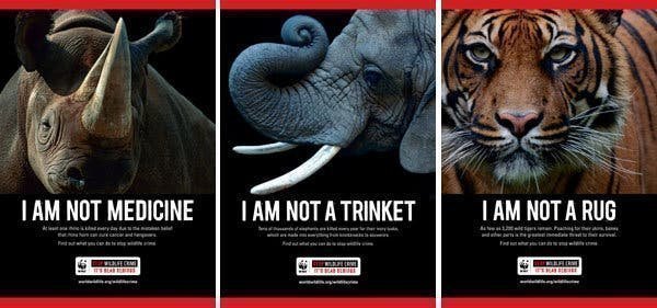 Petition · STOP POACHING! · Change.org