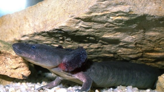 Petition · Protect The Mudpuppy Salamander- Stop The Use of Lampricide ...