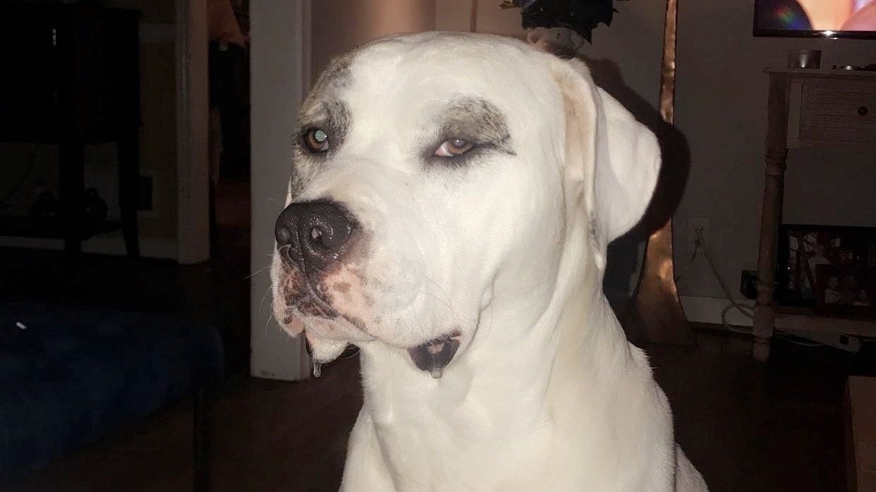 Petition · Bring my dog back - United States · Change.org