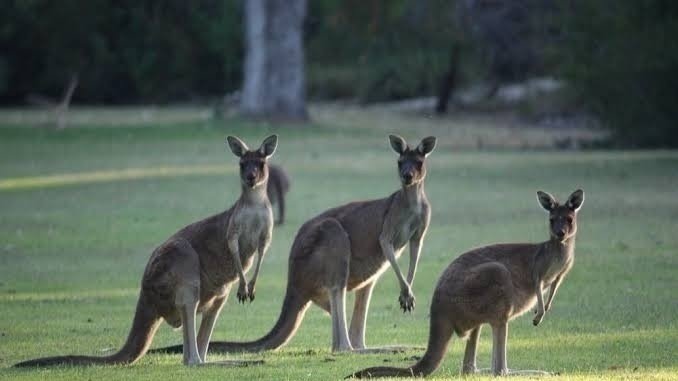 Petition · Stop the culling of kangaroos for Kinley - Australia ...