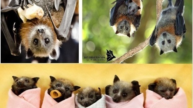 Petition · Protection of vulnerable native flying foxes against attack ...
