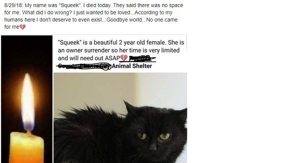 Petition · Stop euthanasia in Alabama - United States · Change.org