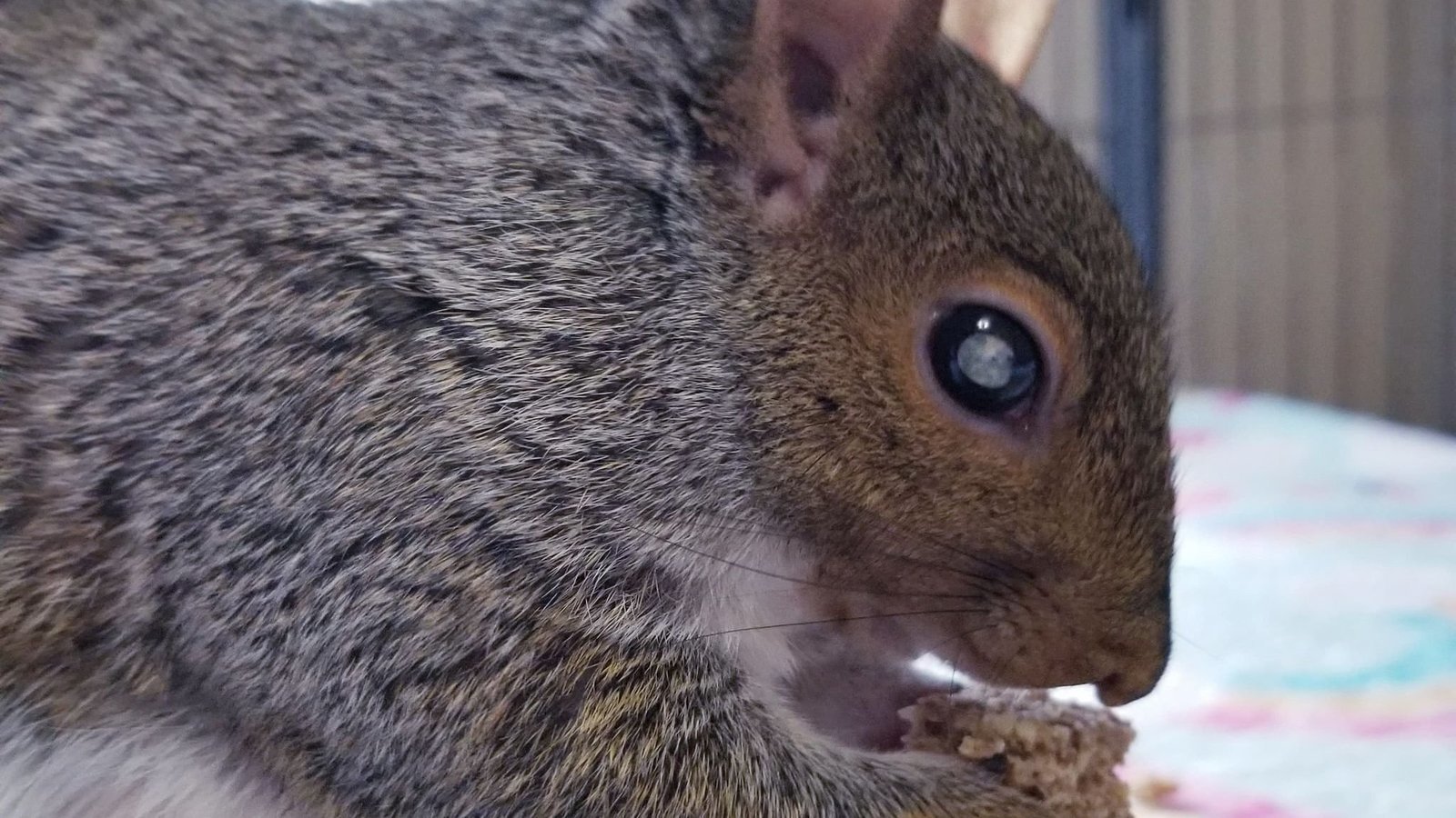 Petition · Save Peanut! - United States · Change.org