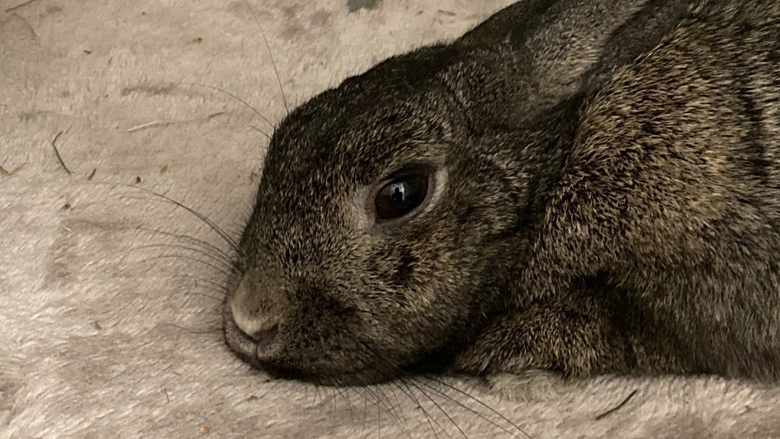 Petition · Ban retail sale of rabbits - United Kingdom · Change.org