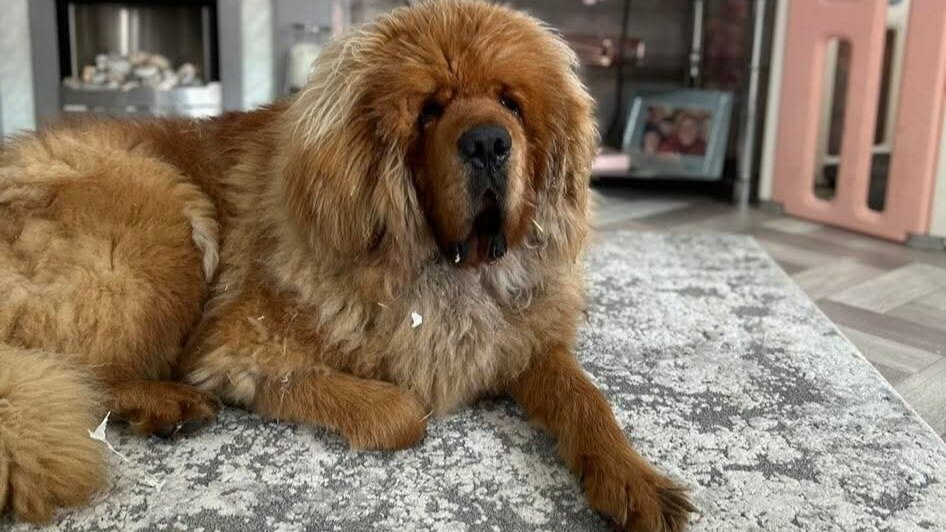 Petition · Bring my loving family dog home - Doncaster, United Kingdom ...