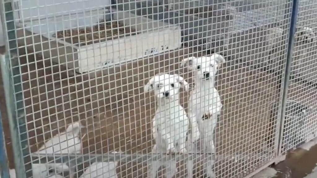 Petition · Stop Puppy Factories. Breeders Exposed UK-2024 - United ...