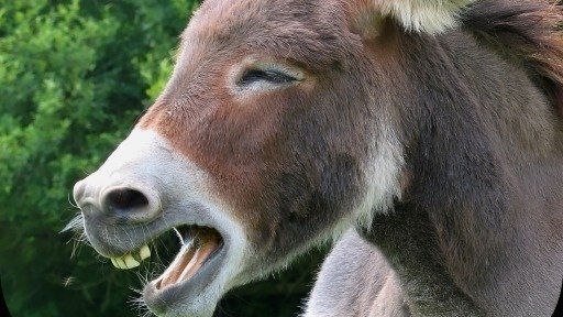 Petition · Donkey's aren't horses - United States · Change.org