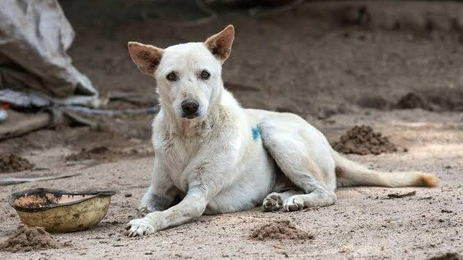 Petition · PAWSsion for FURiends : Petition To Stop Dog Cruelty ...