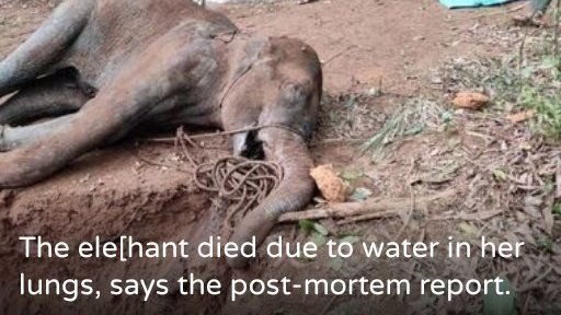 Petition · Approve a strict punishment for those who harm animals for ...