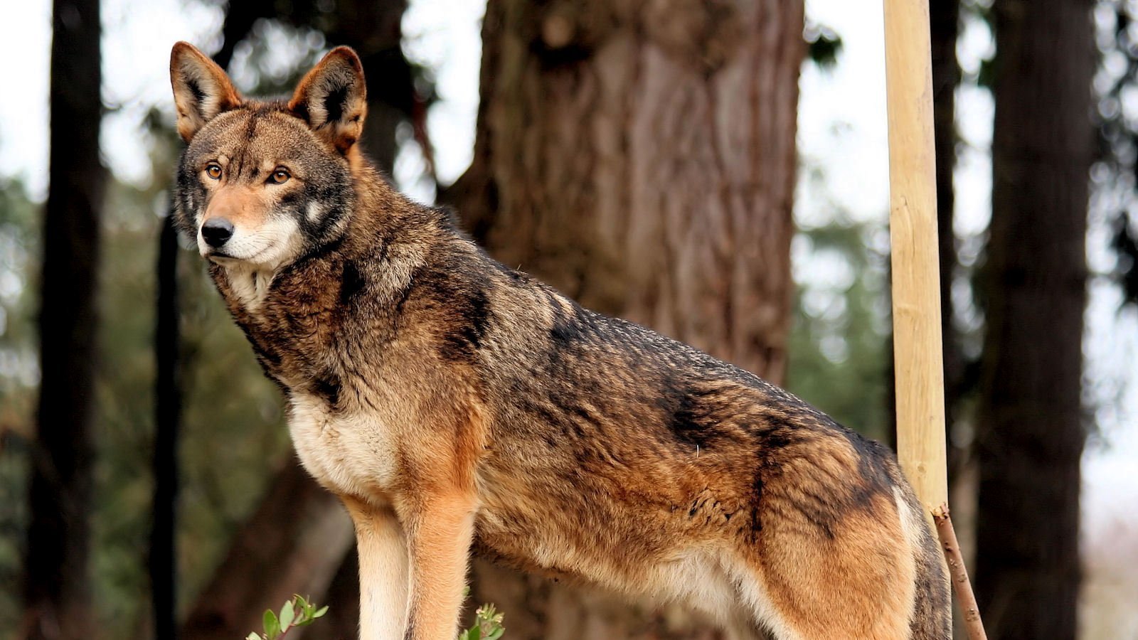 Petition · Help Raise Awareness for the Red Wolves - Canada · Change.org