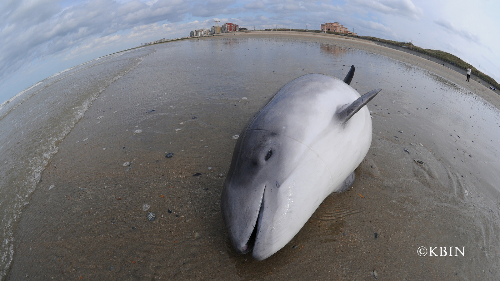 Petition · Petitie voor een onmiddellijk verbod op het recreatieve ...