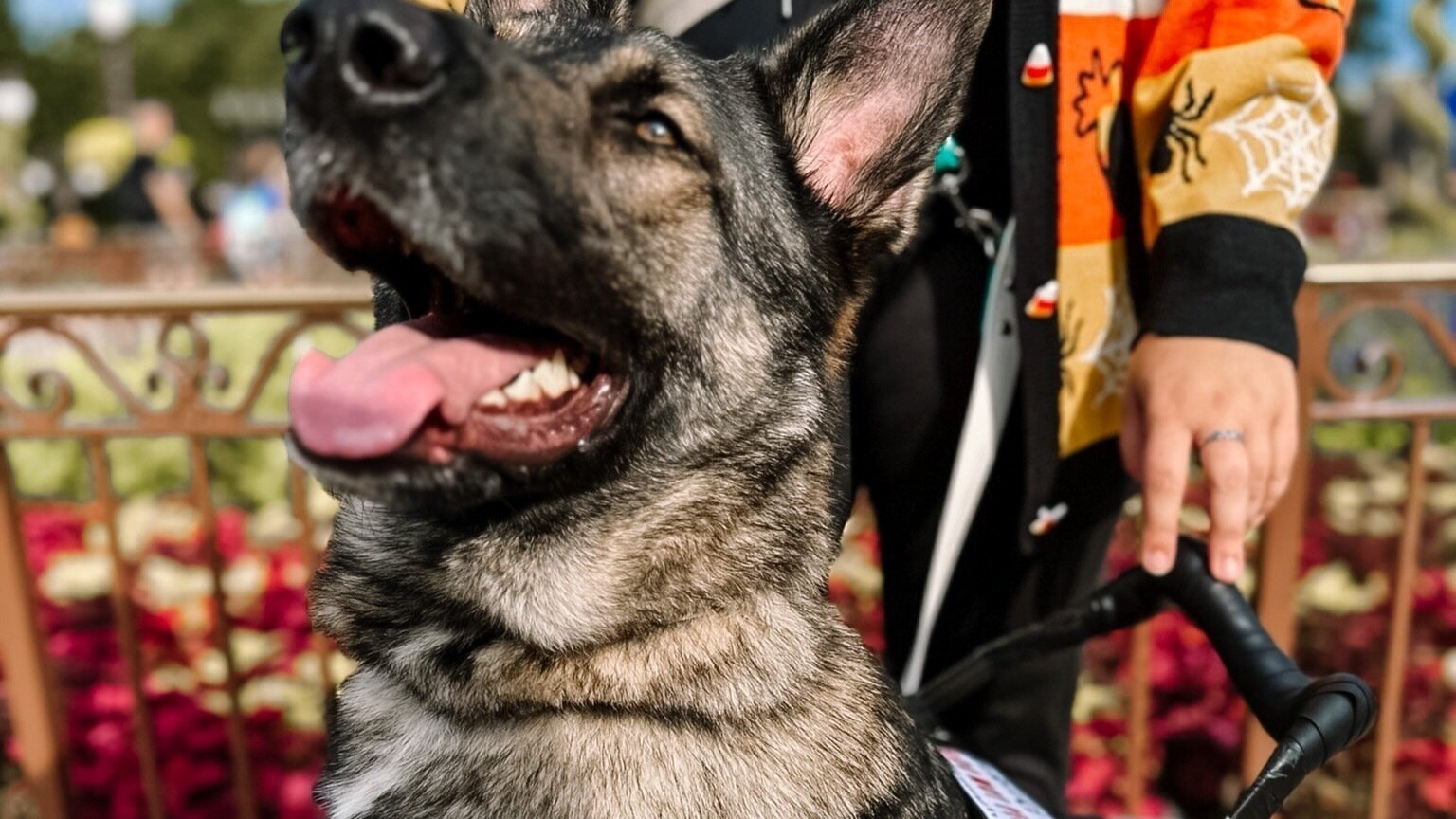 Petition · Enforce Target's Pet Policy to Protect Service Animals and ...