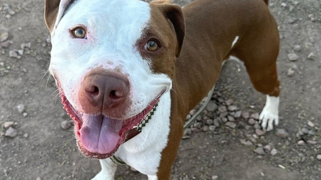 Petition · Stop Killing Innocent Shelter Animals: A Call to End ...