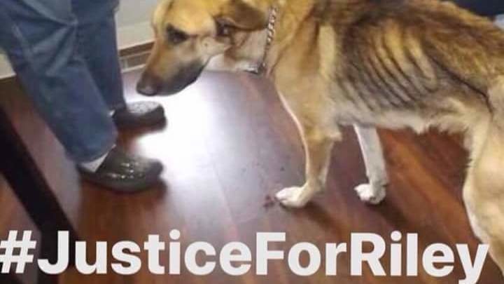 Petition · Justice for Riley - United States · Change.org