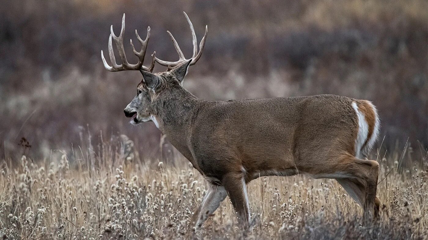 Petition · save the deer - United States · Change.org