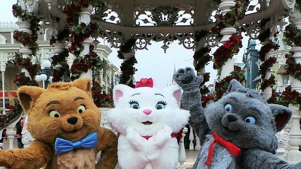 Petition · Bring the aristocats back to disneyworld - United States ...