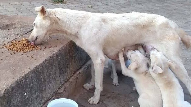 Petition · Rights to feed street dogs - India · Change.org