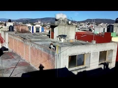 Petición · No más perros en azoteas - México · Change.org
