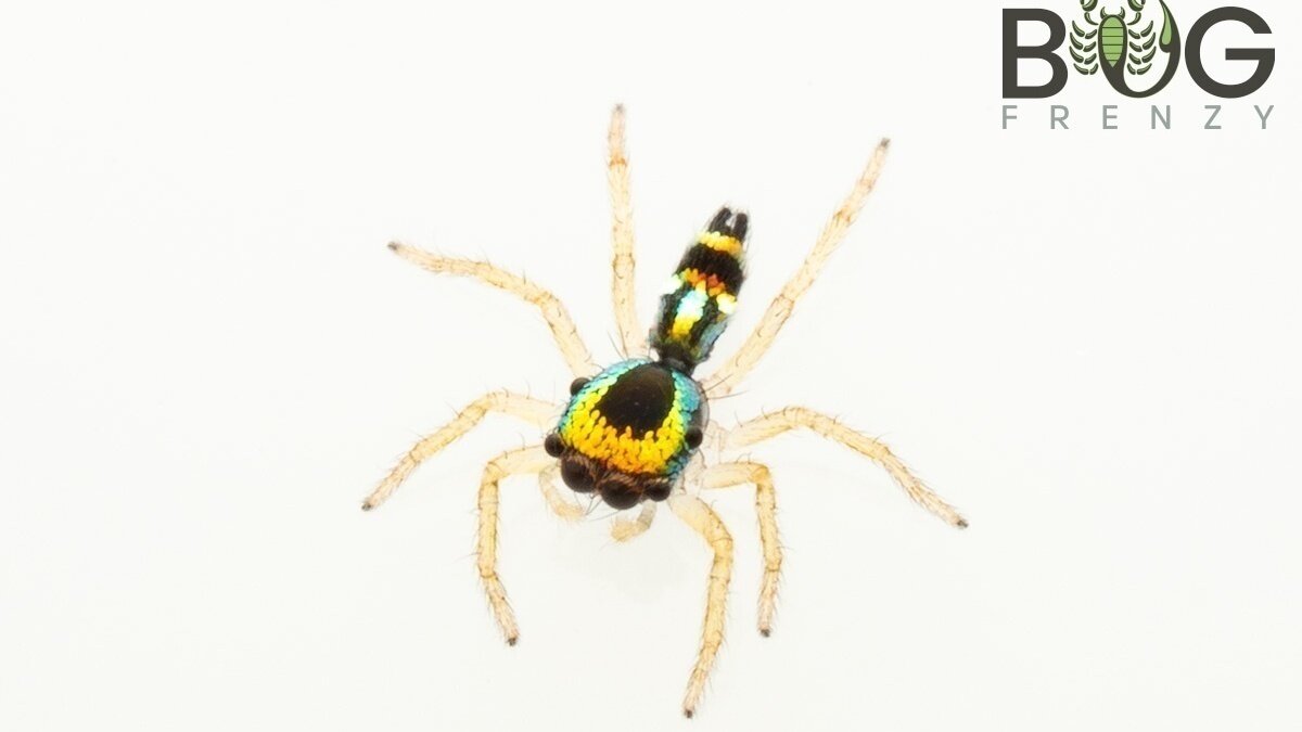 Petition · Change Australia Post T&C's to include shipping of non ...