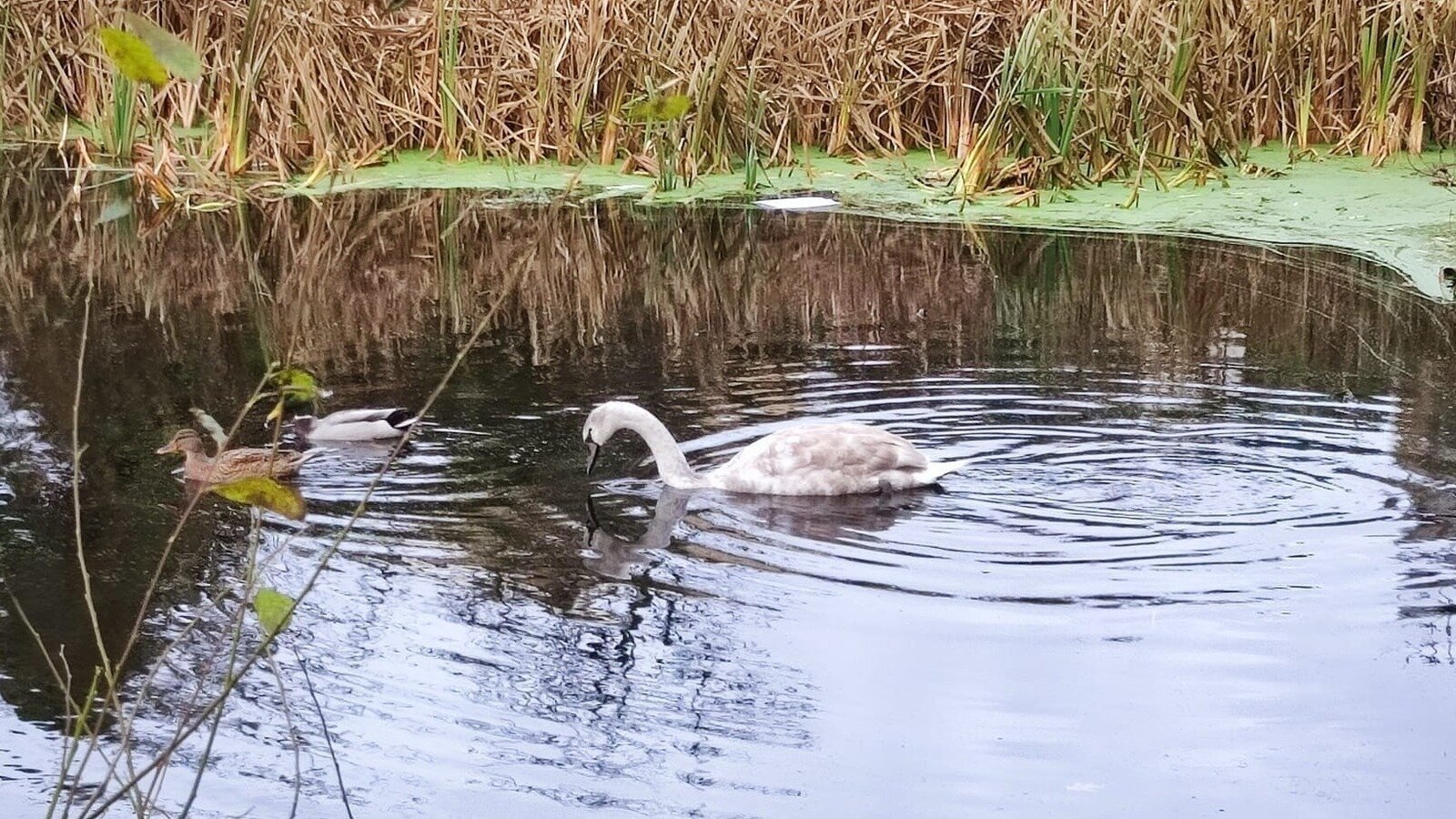 Petition · Save the Swans Home & Nest At Slaters Pit! - Lowestoft ...