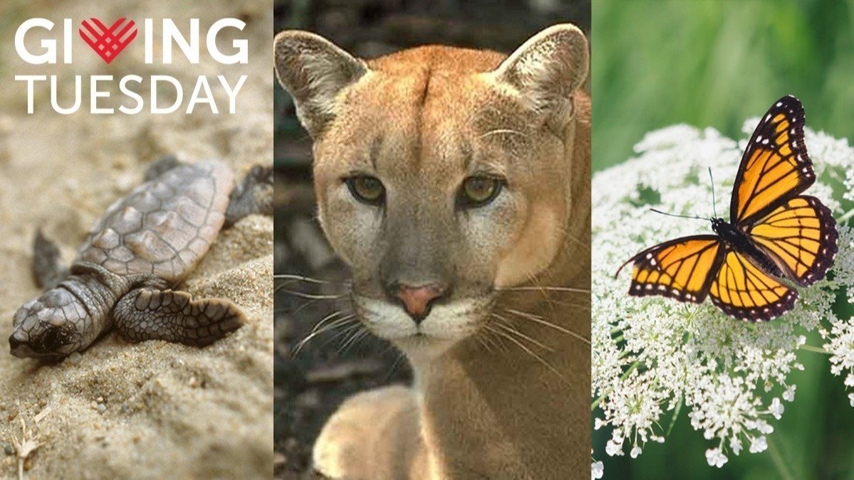 Petition update · This Holiday Season Give the Best Gift: A Future for ...