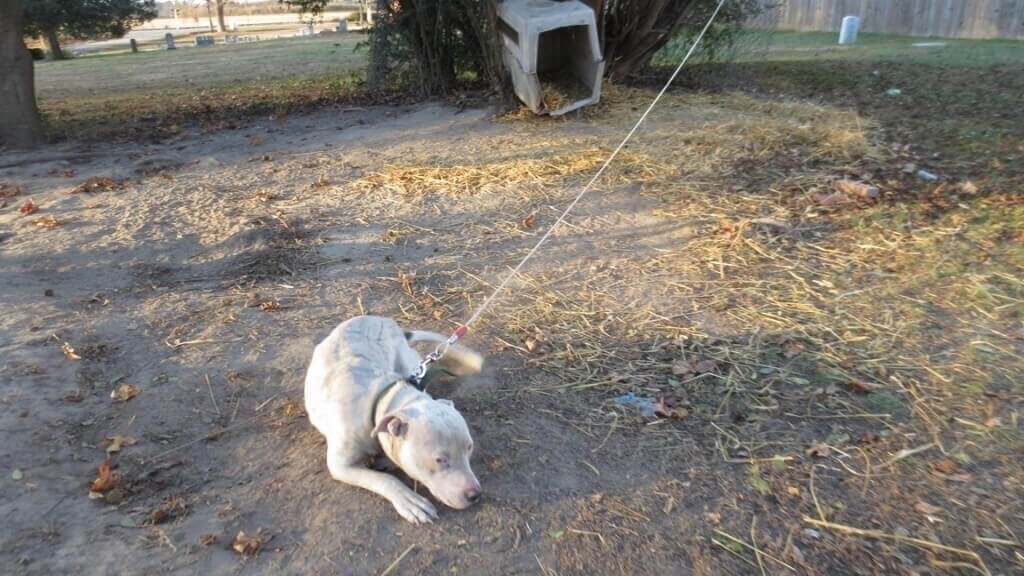 Petition · Reform Clinton County Dog Tethering Laws - United States ...