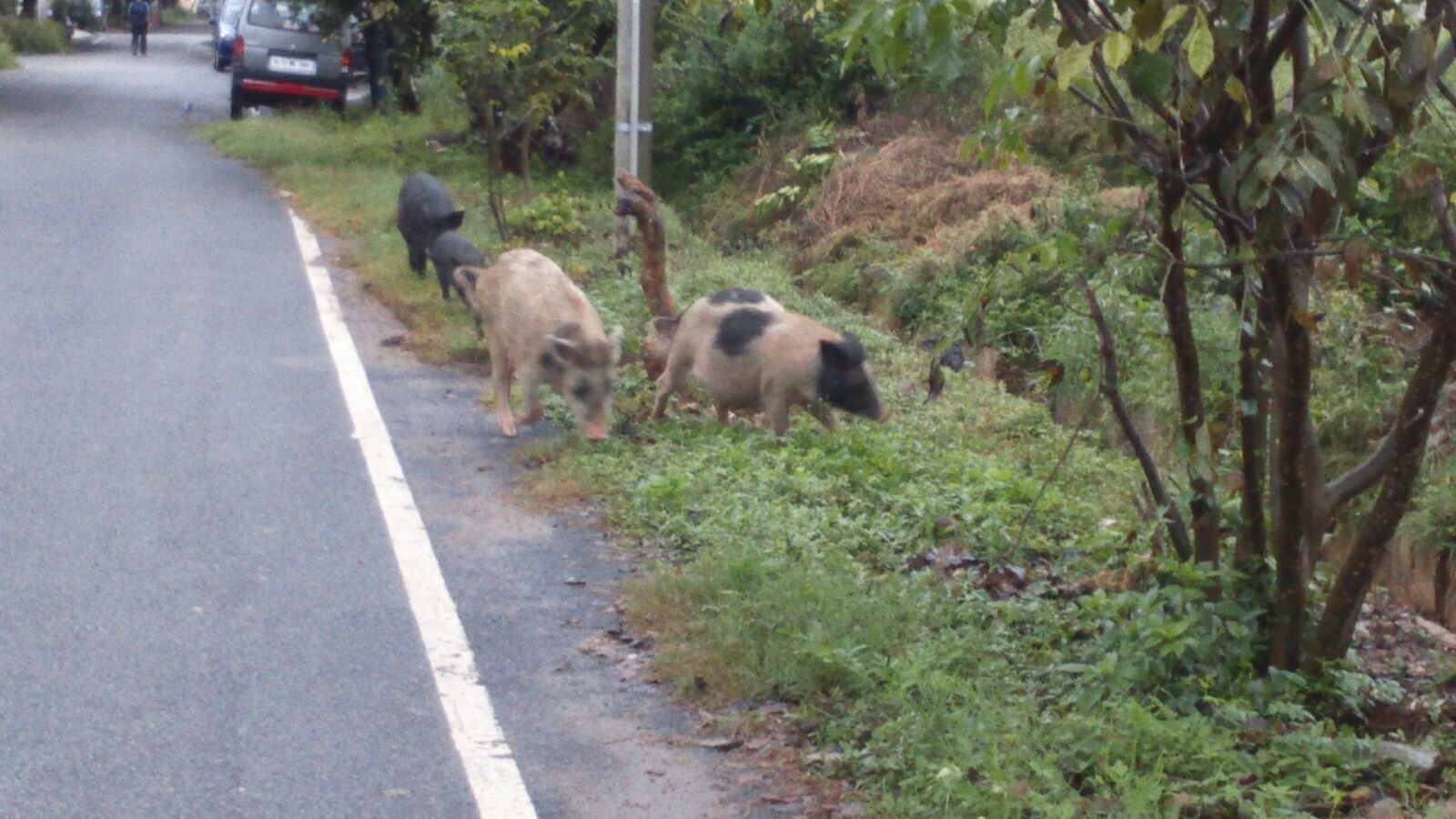 Petition · Stop Pig Menace in AECS Layout "A" Block, Singasandra-Kudlu ...