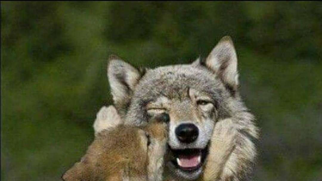 Petición · Reintroducción del lobo en Álava - España · Change.org