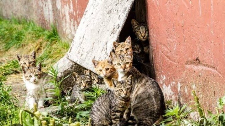 Petition · Act Now to Provide Food, Shelter, and Care for Stray Animals ...