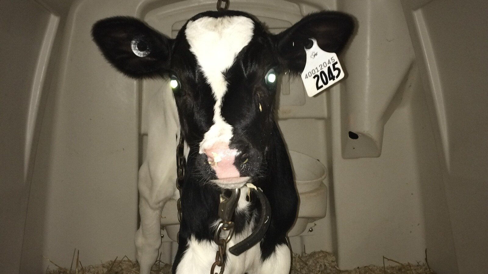 Petition · CNE - Cancel the Veal Sandwich Competition - Stop Promoting ...