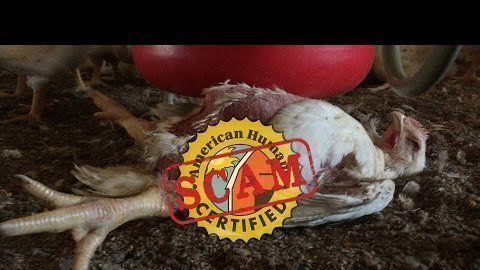 Petition · Tell American Humane Association to Stop Certifying Factory ...