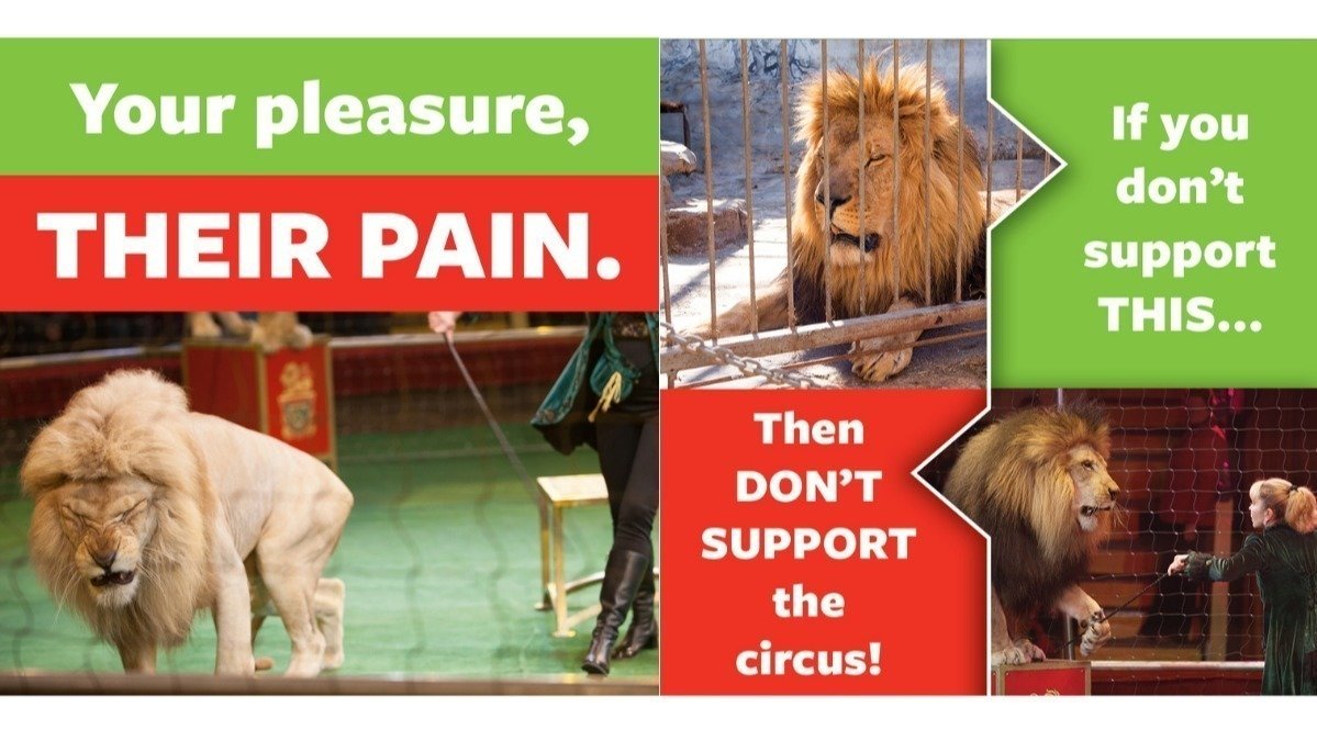 Petition · Stop the use of wild animals in circus shows - South Africa ...