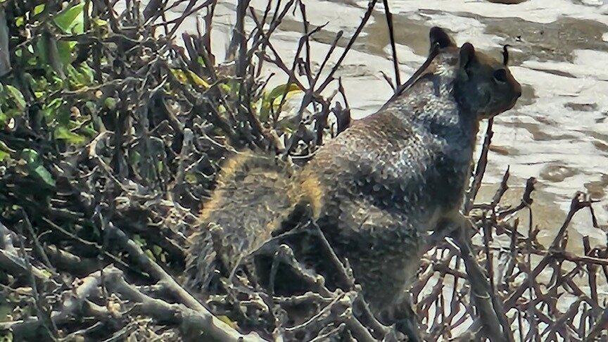 Petition · Save the Windansea Squirrels - San Diego, United States ...