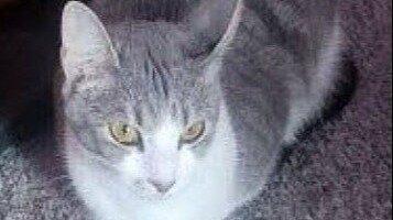 Petition · Justice for Ellie, the cat who was tortured and killed ...