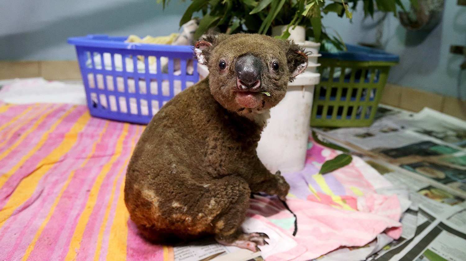 Petition · Help Animals Affected By The Australian Bushfires ...